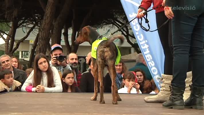 Dog Day · Gavà Televisió